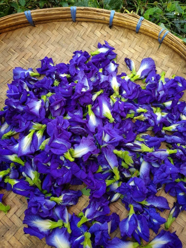 Dried Butterfly Pea Flower Suppliers, Exporters, Distributors, Traders ...